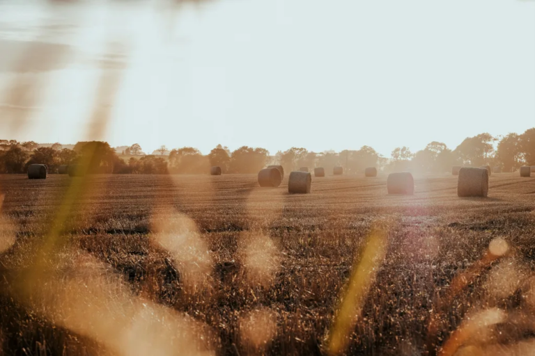 How Big is an Acre? Understanding Acreage – Wally's Land LLC